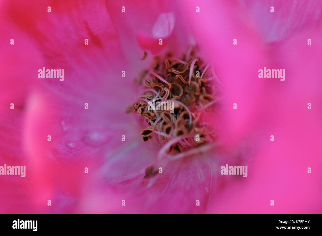 Inside of a flower Stock Photo - Alamy