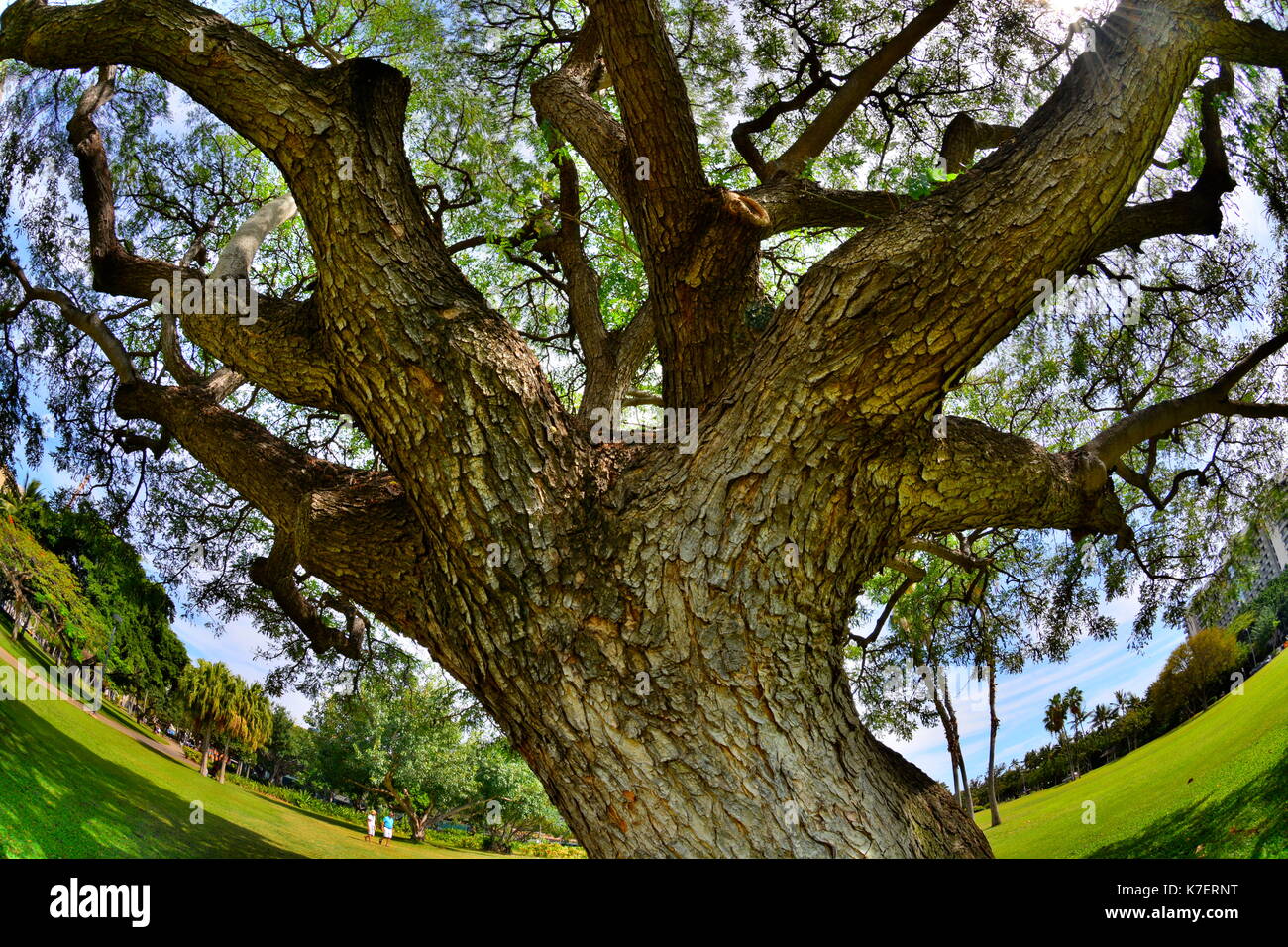 Fish eye view of a tree Stock Photo - Alamy