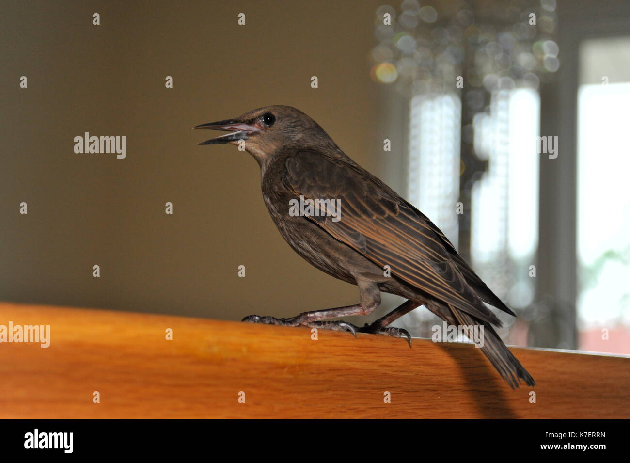 Bird inside of a house Stock Photo - Alamy