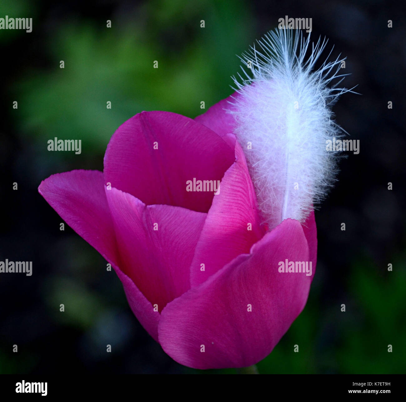 Feather tulip hi-res stock photography and images - Alamy