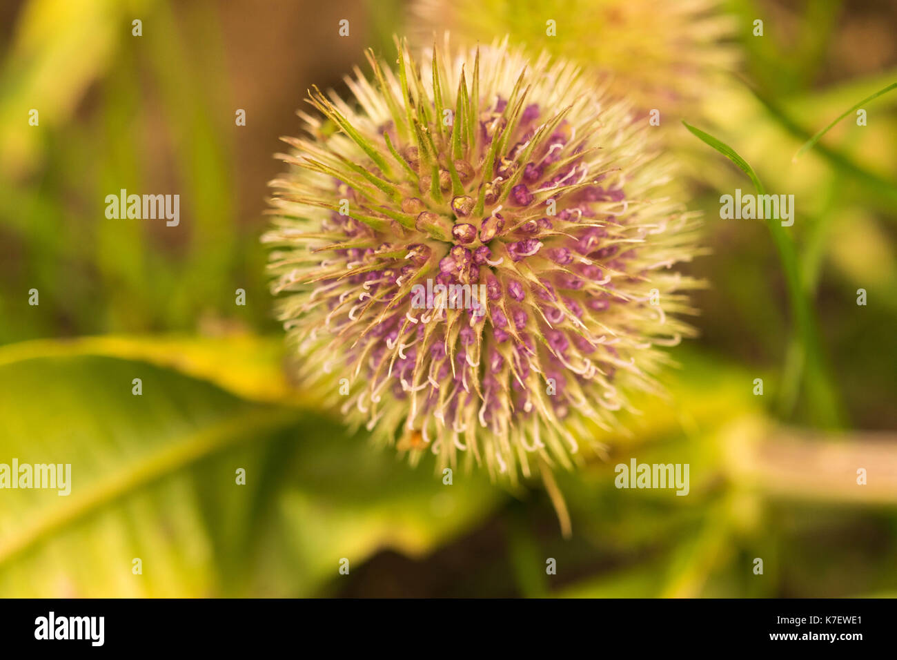 Globe Thistle Thornbush Flower Head Stock Photo - Alamy