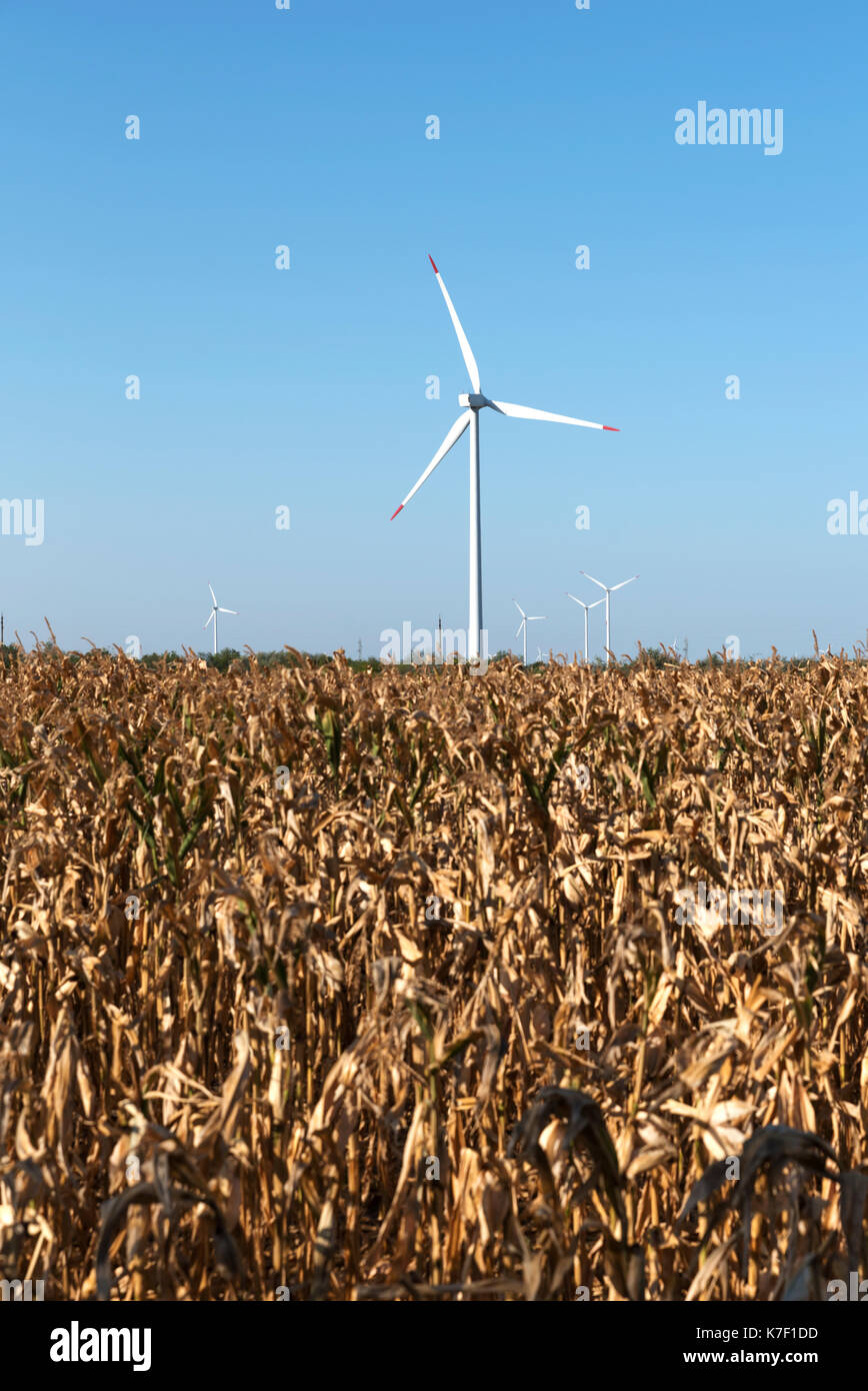 Wind Turbine Maize Field Blue Sky Stock Photo - Alamy