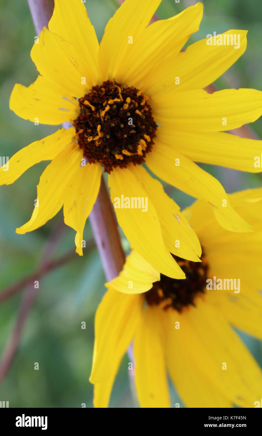 Kansas flower hi-res stock photography and images - Alamy