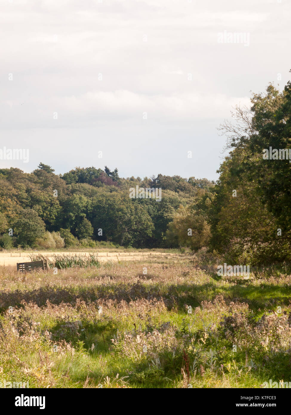 country farm land scene trees sky and grass summer light; England; UK ...