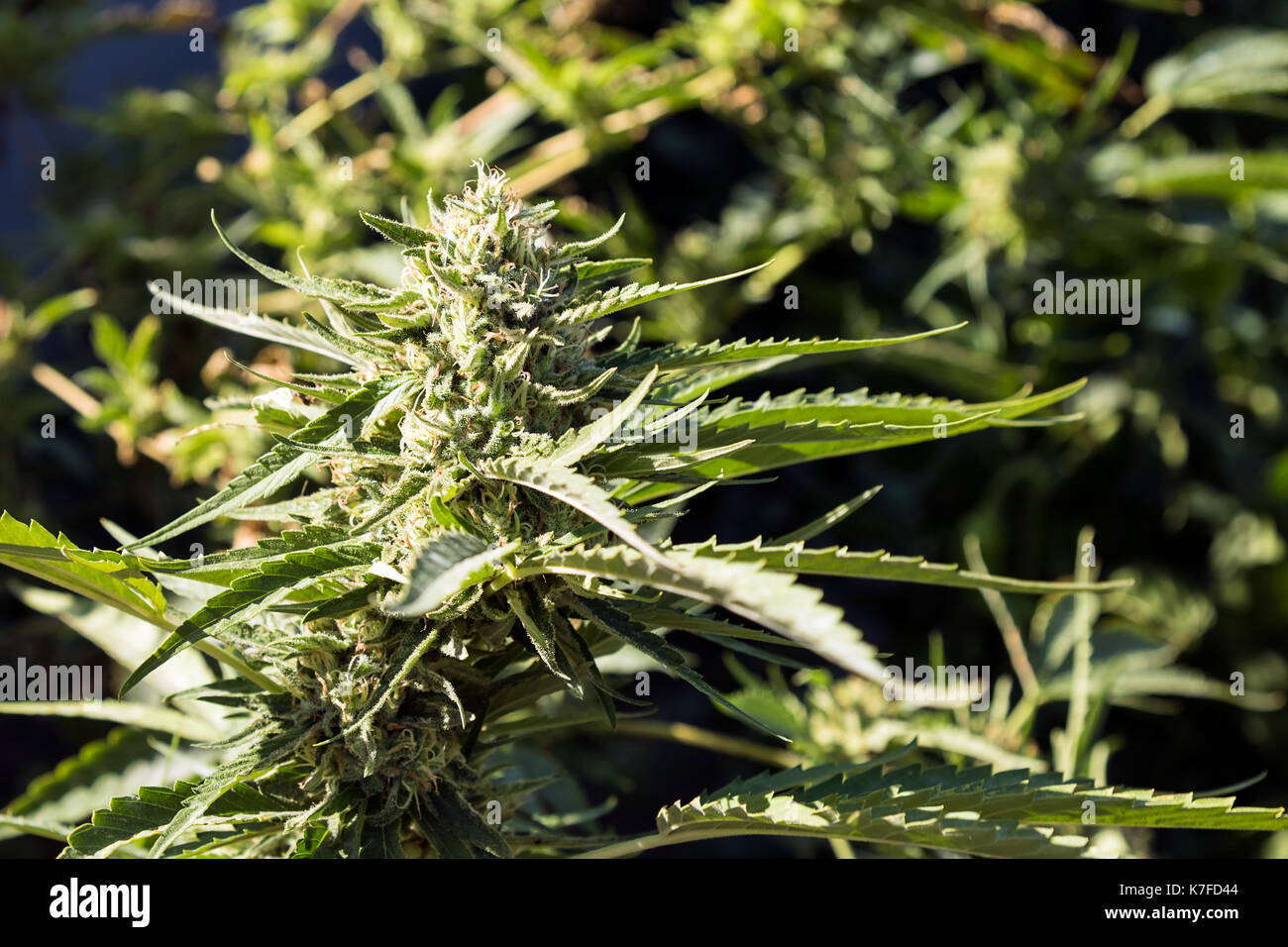Cannabis bud, marihuana plants Stock Photo - Alamy