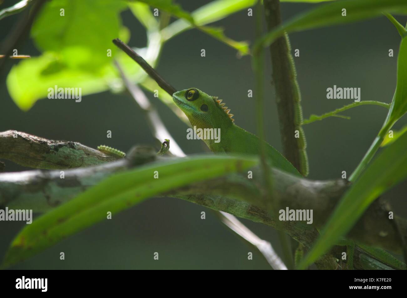 Lizards climbing trees hi-res stock photography and images - Alamy