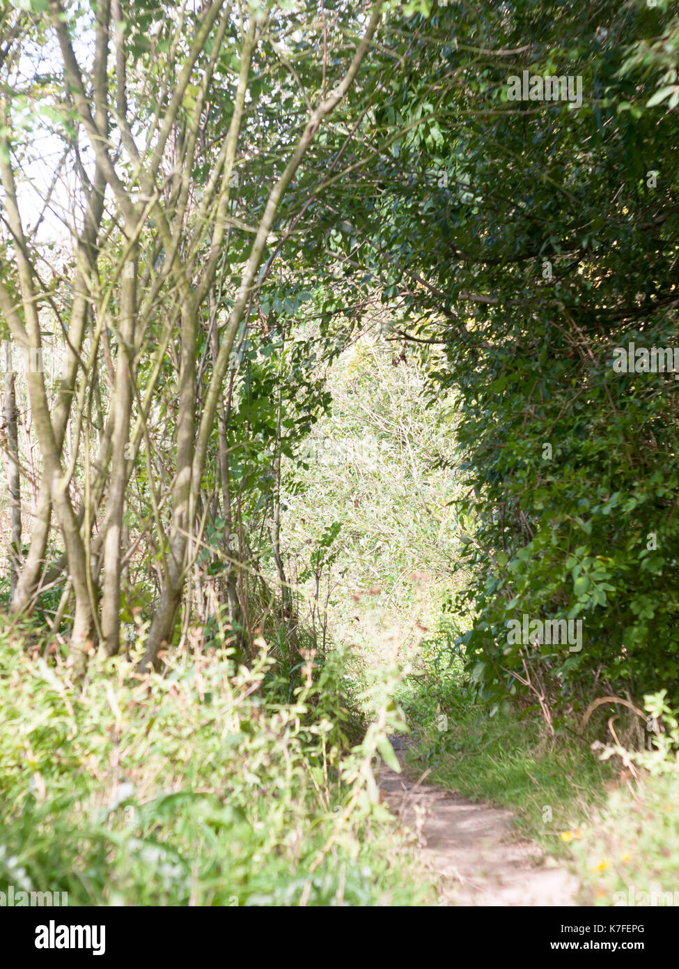 country path trail arch way through tree scene; England; UK Stock Photo ...