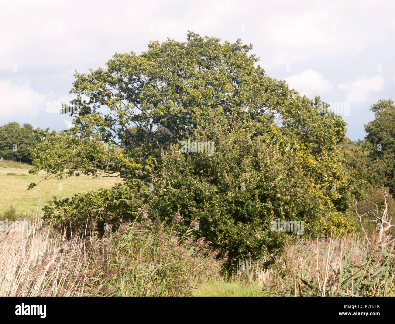country summer scene tree in full detail day; England; UK Stock Photo ...