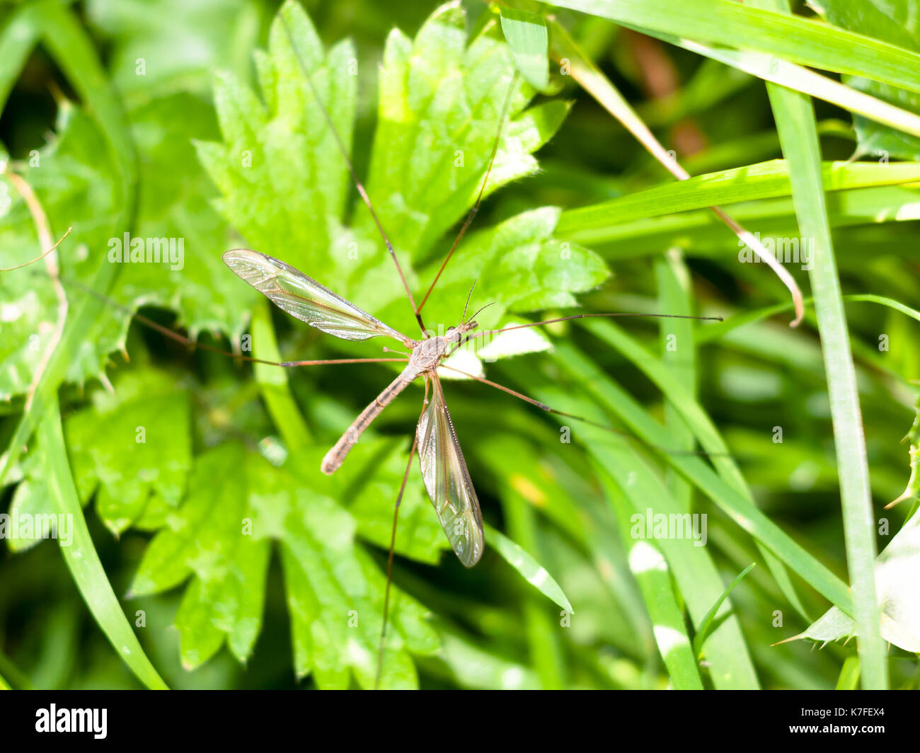 daddy long legs crane fly Tipulidae close up ; England; UK Stock Photo ...
