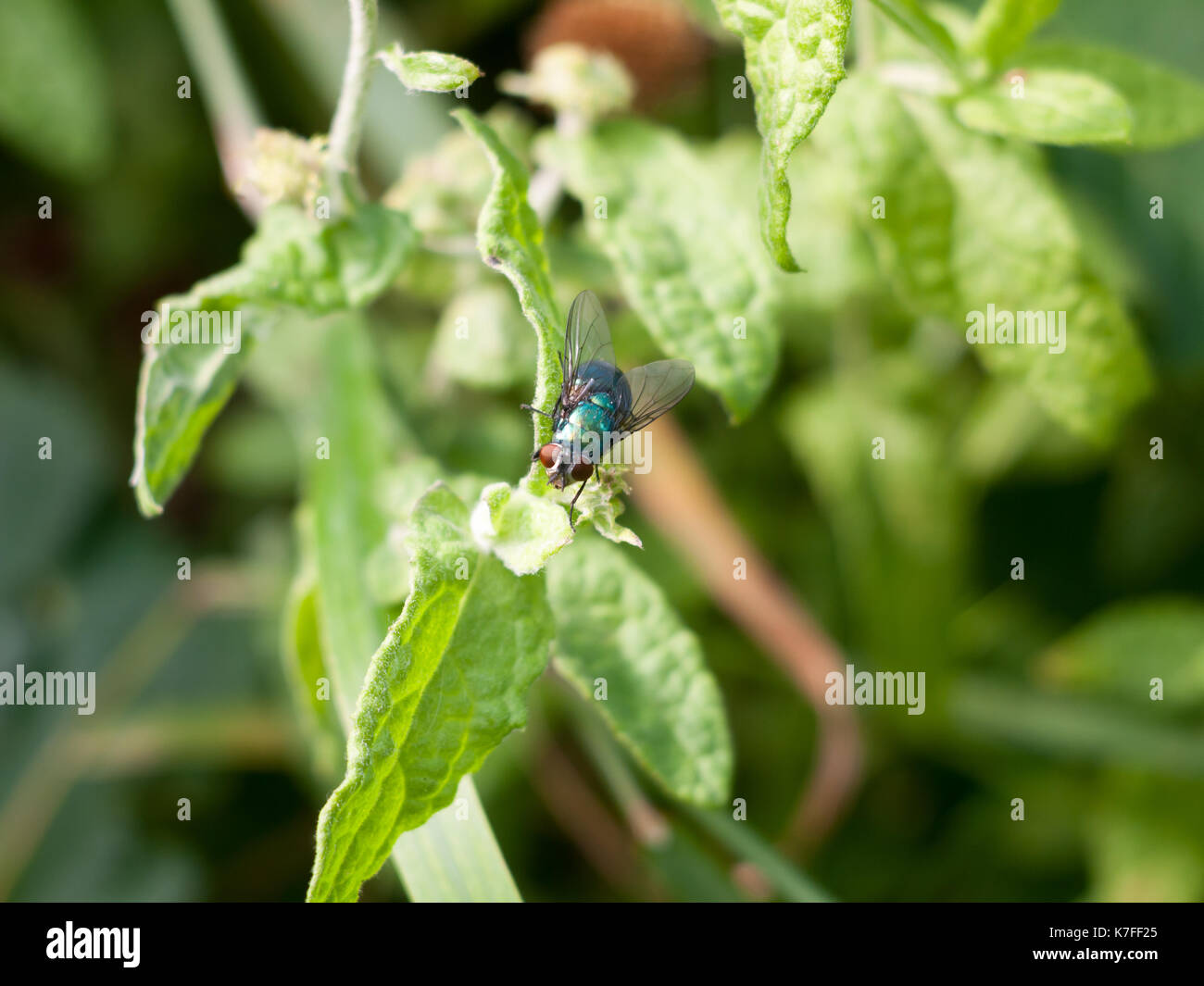 Red eyed damselfly female hi-res stock photography and images - Alamy
