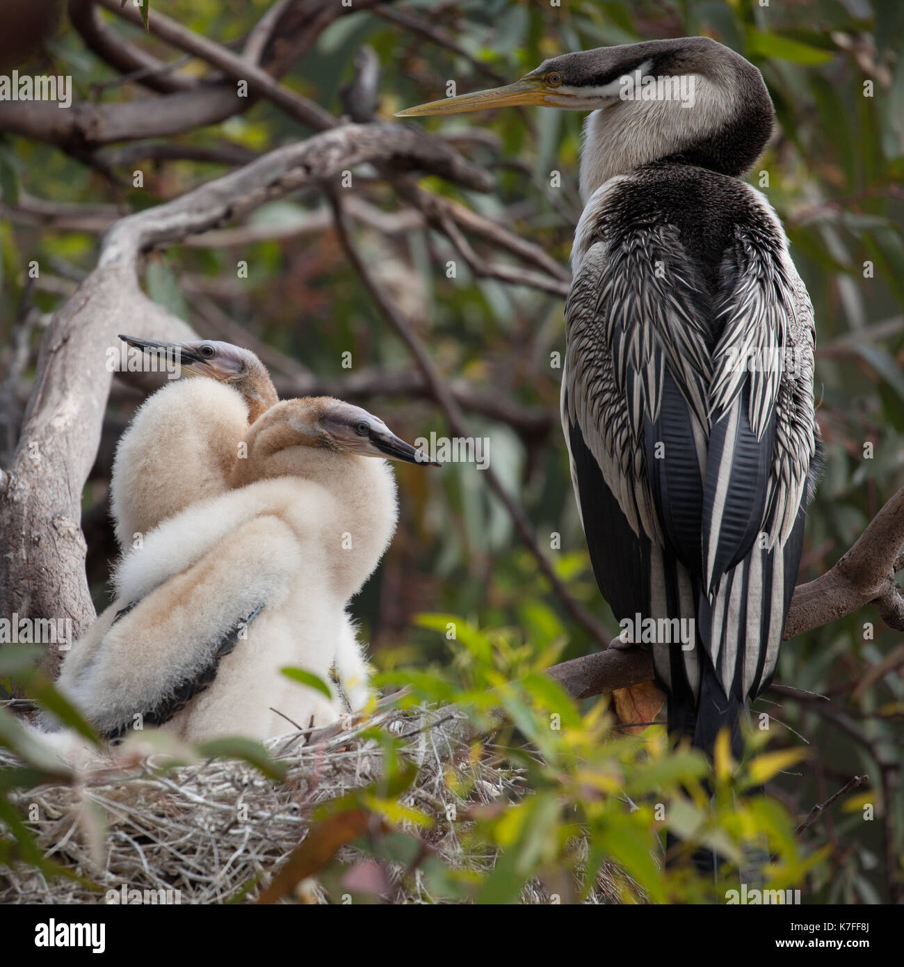 Spring in Western Australia, An Australasian Darter with two chicks ...