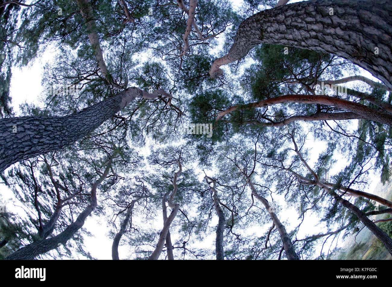 a grove of pine trees with sunlight Stock Photo - Alamy