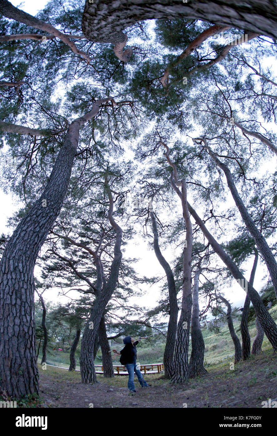 a grove of pine trees with sunlight Stock Photo - Alamy