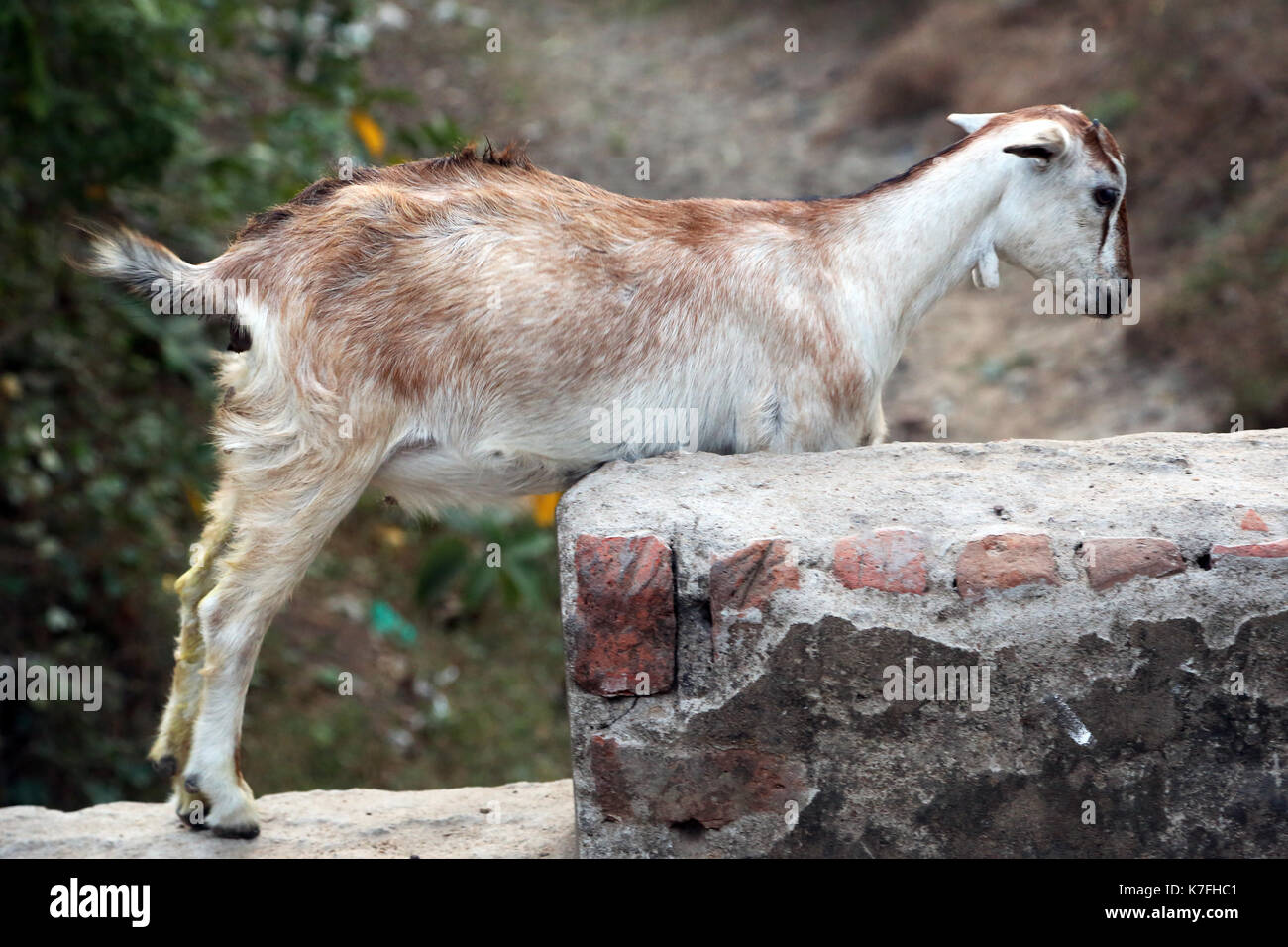 She Goat High Resolution Stock Photography and Images - Alamy