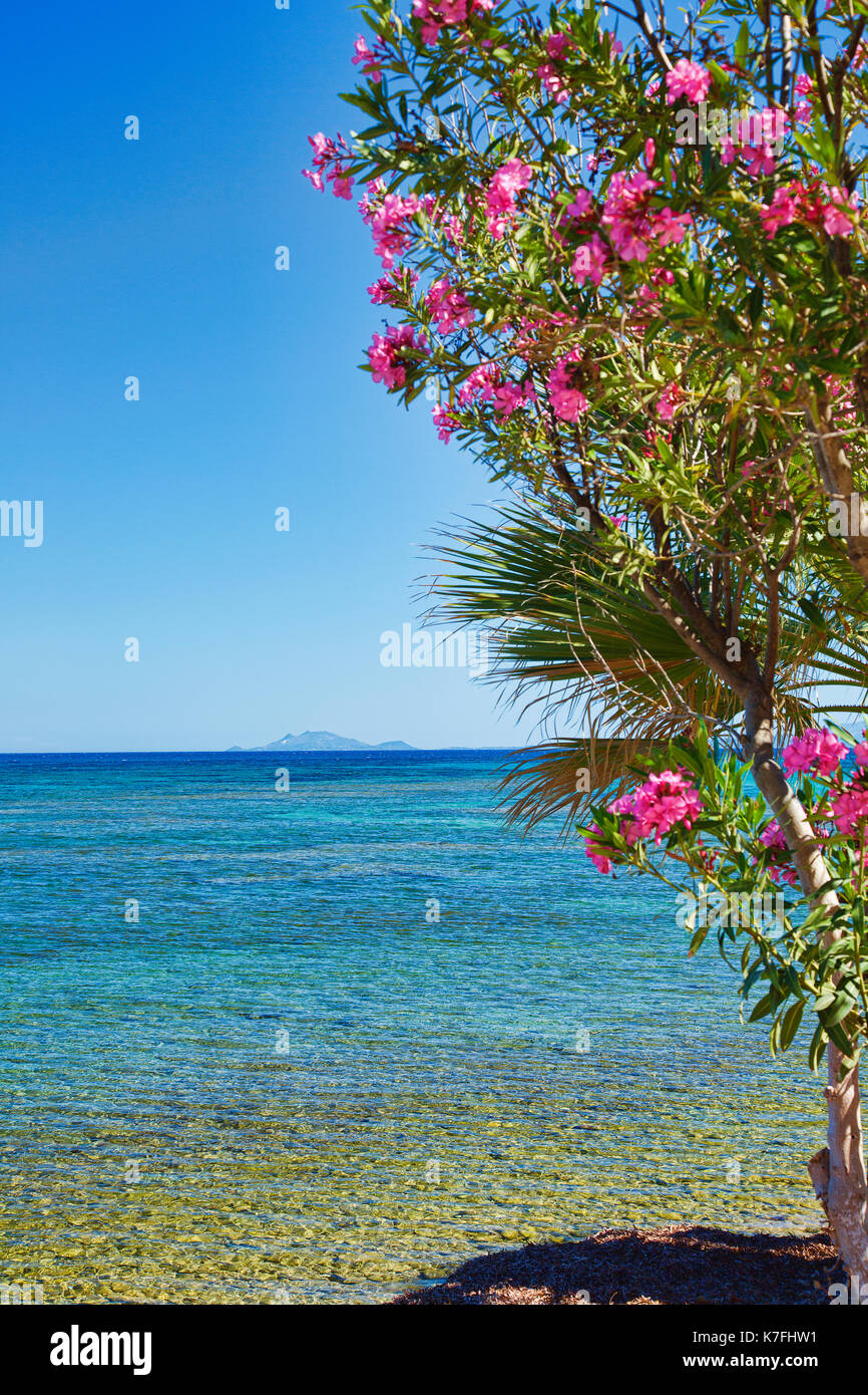 Wild pink flowering oleander shrub Nerium oleander flowering Ketelios ...