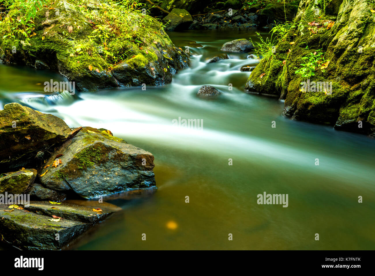 A small stream flows over rocky ledges through the forest in Black ...