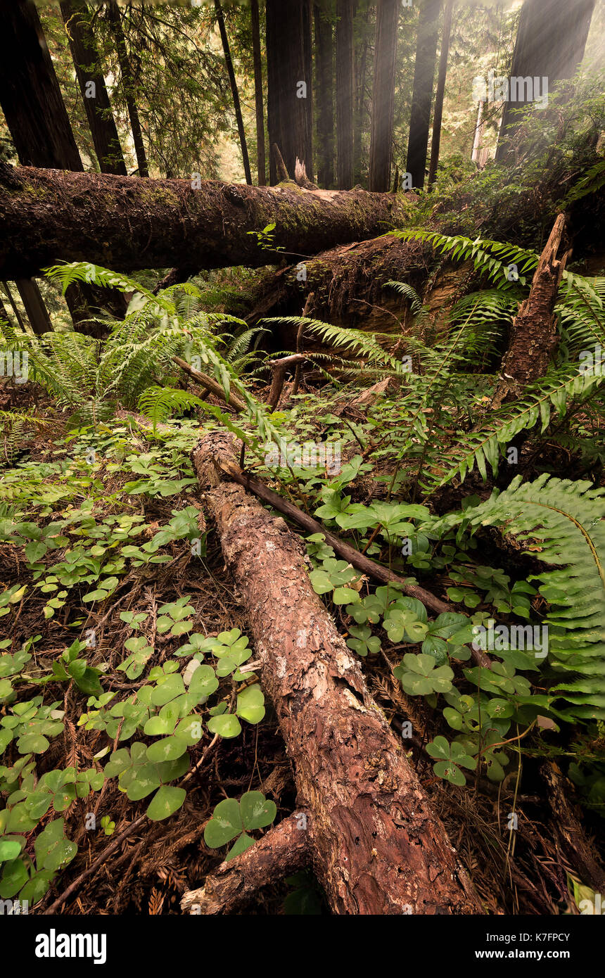 Redwood Forest in Northern California, Color Image Stock Photo - Alamy