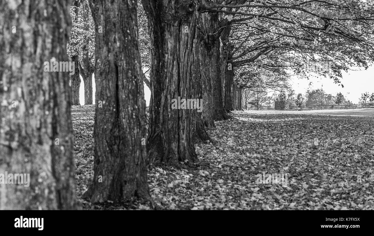 Tree lined path white Black and White Stock Photos & Images - Alamy