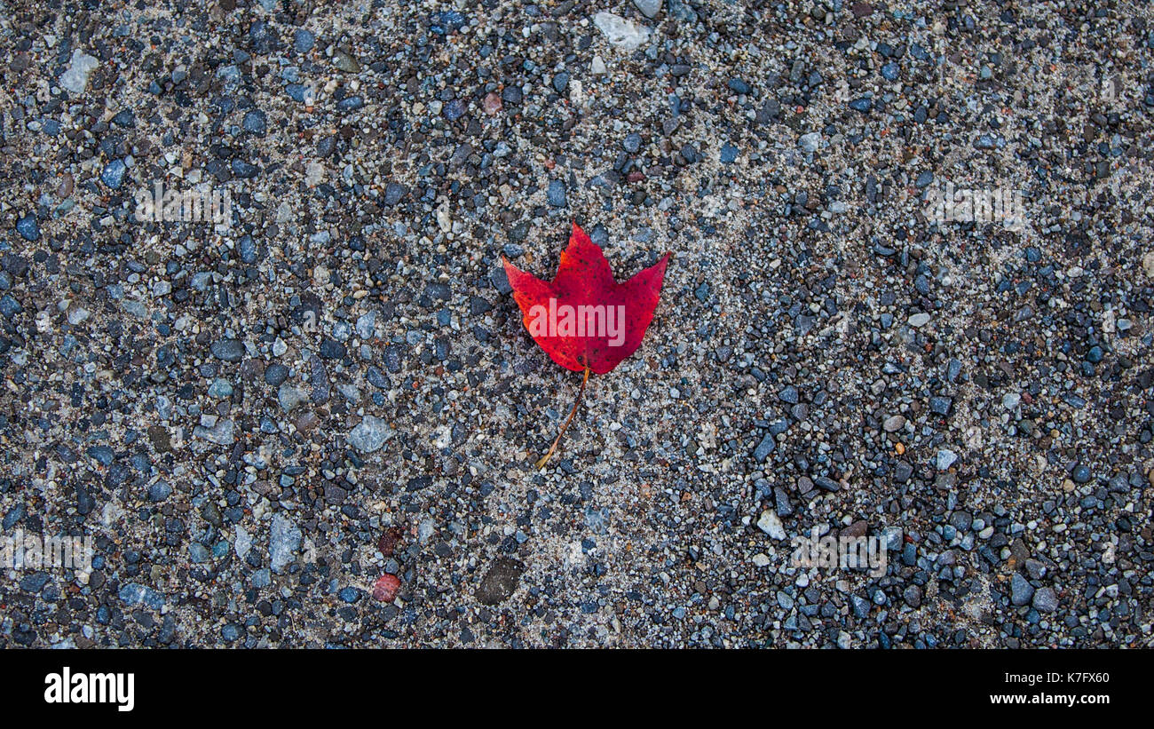Lone maple leaf hi-res stock photography and images - Alamy