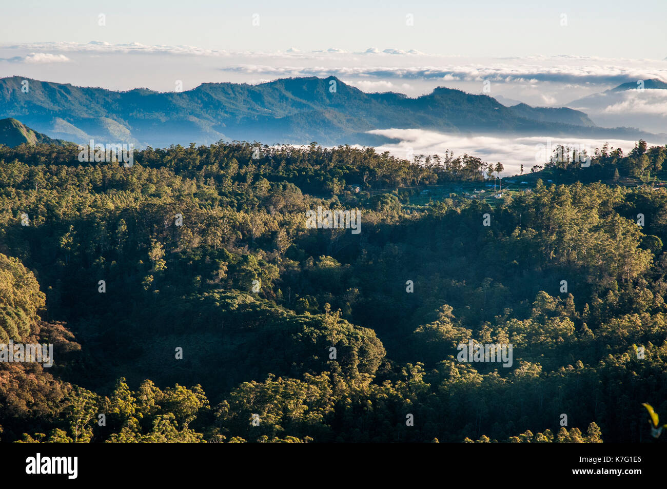 Jungle plains hi-res stock photography and images - Alamy