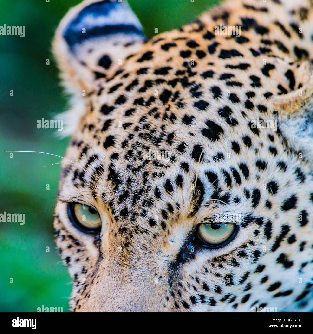 Leopard in South African bush Stock Photo - Alamy