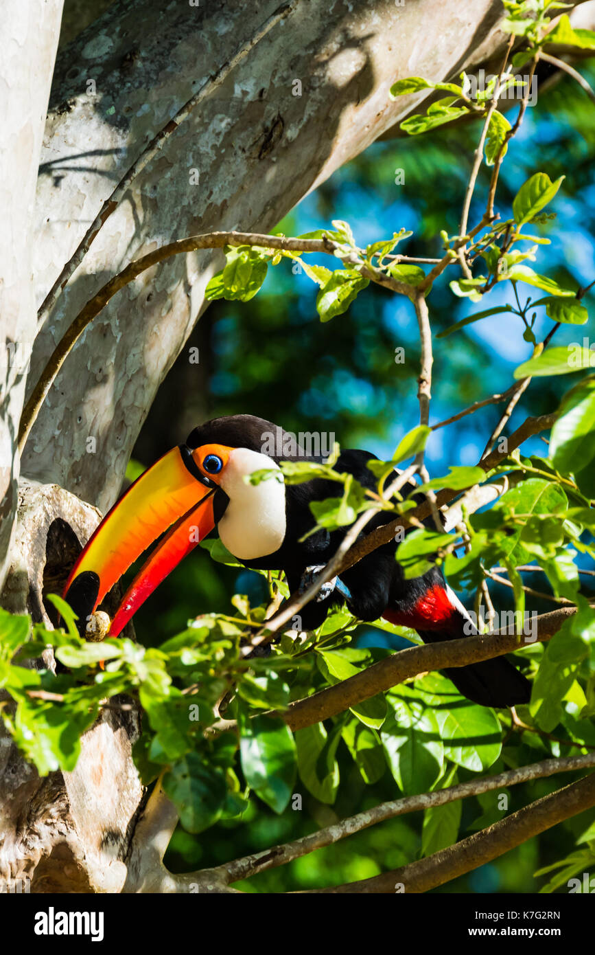 Toco Toucan feeding Stock Photo - Alamy