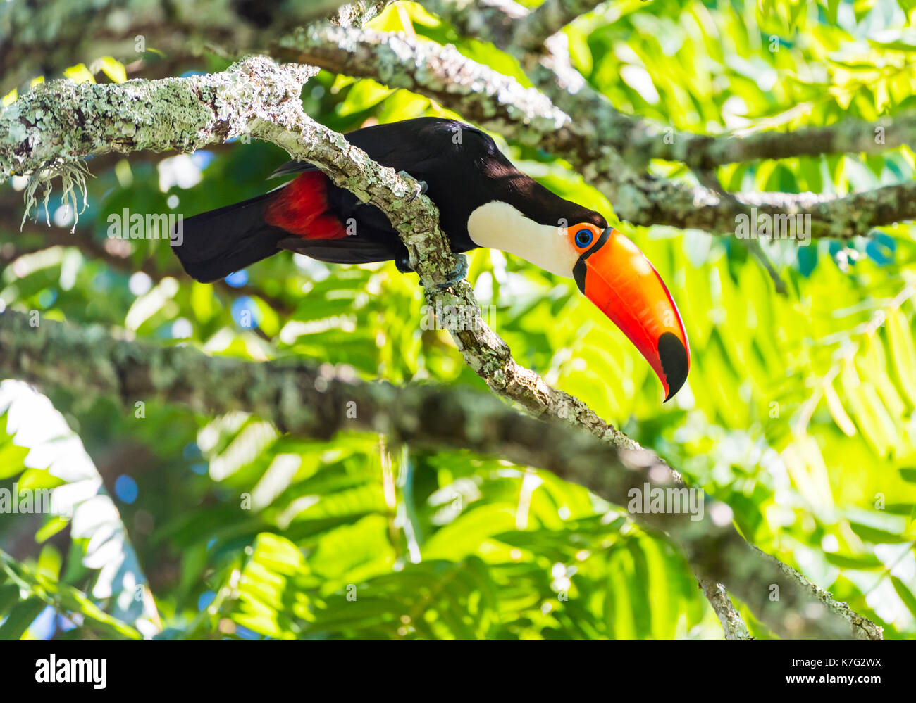 Toco Toucan feeding Stock Photo - Alamy