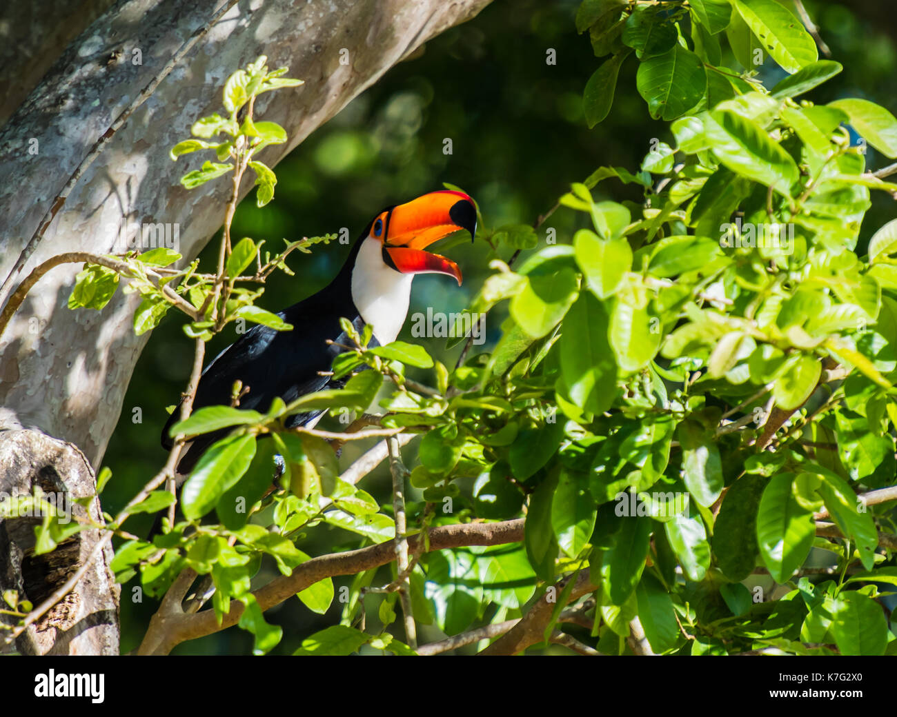 Toco Toucan feeding Stock Photo - Alamy