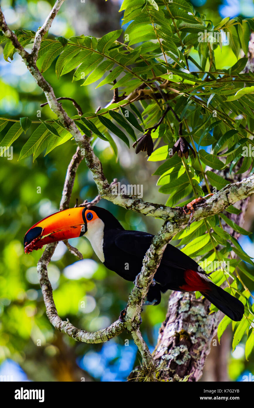 Toco Toucan feeding Stock Photo - Alamy