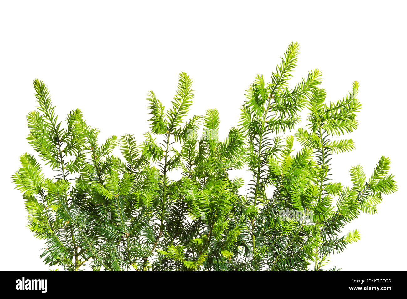 Young twigs of yew on a white background.Spring. Background with light ...