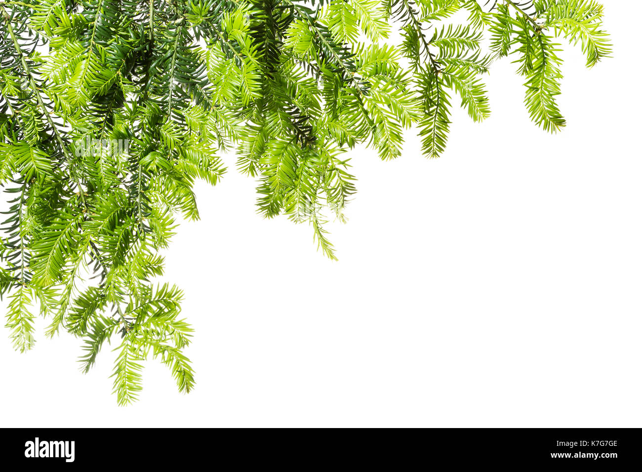 Young twigs of yew on a white background.Spring. Background with light ...