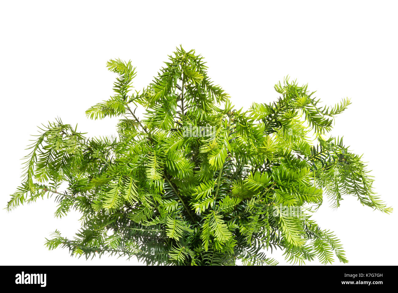Young yew tree hi-res stock photography and images - Alamy