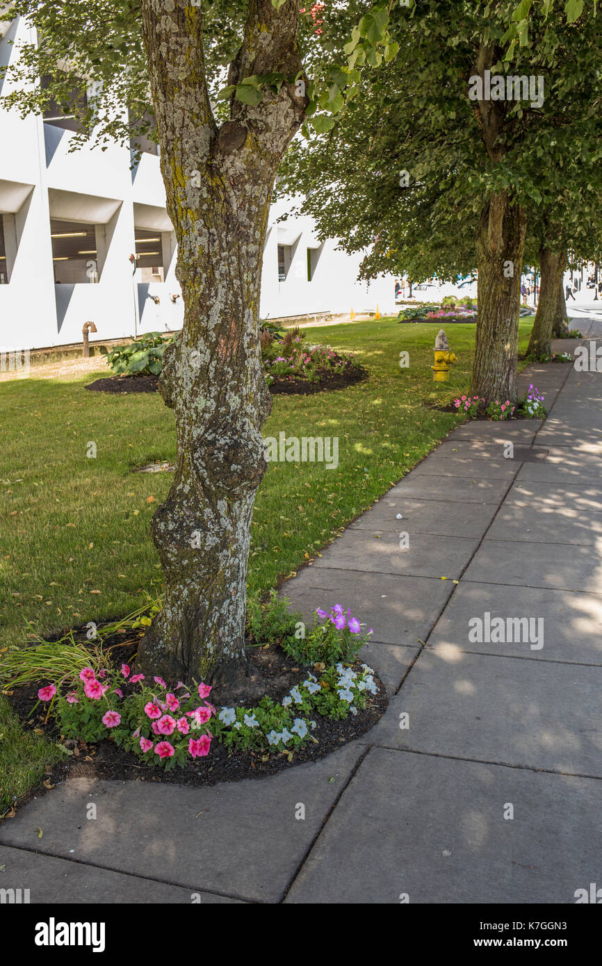 Nice landscaping around a garage in downtown Worcester, Massachusetts ...