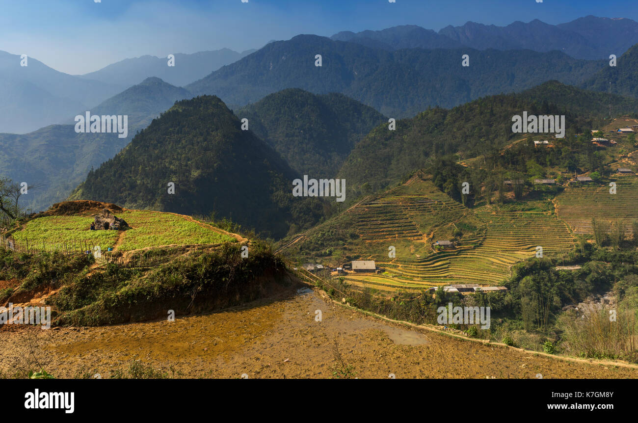 Sapa rice terrace, Vietnam Stock Photo - Alamy