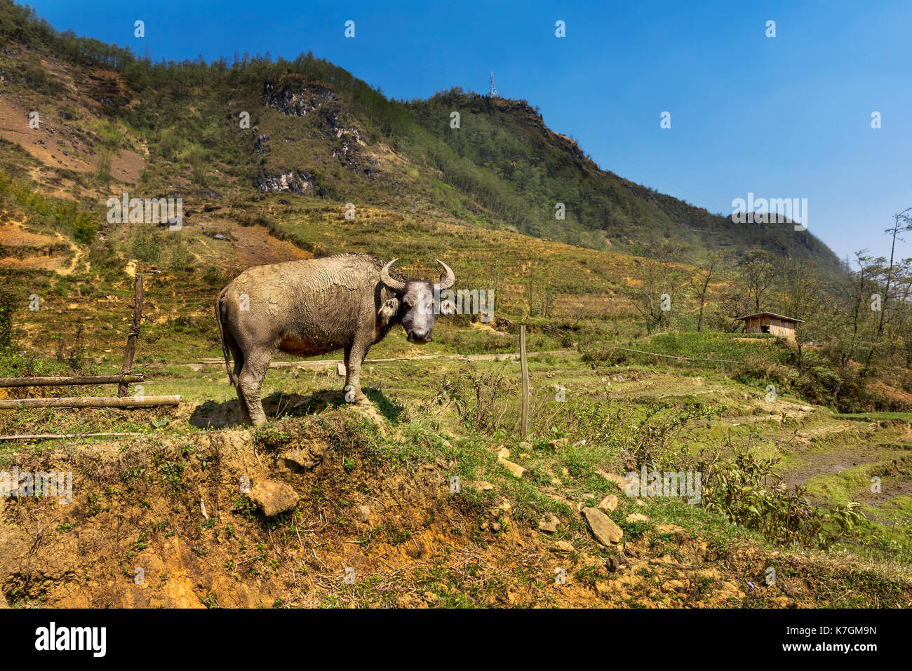 Buffalo standing in Sapa paddy field, Vietnam Stock Photo - Alamy