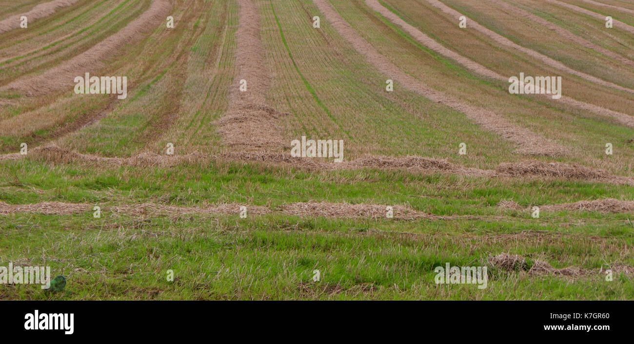 Newly harvested field on a damp day Stock Photo - Alamy