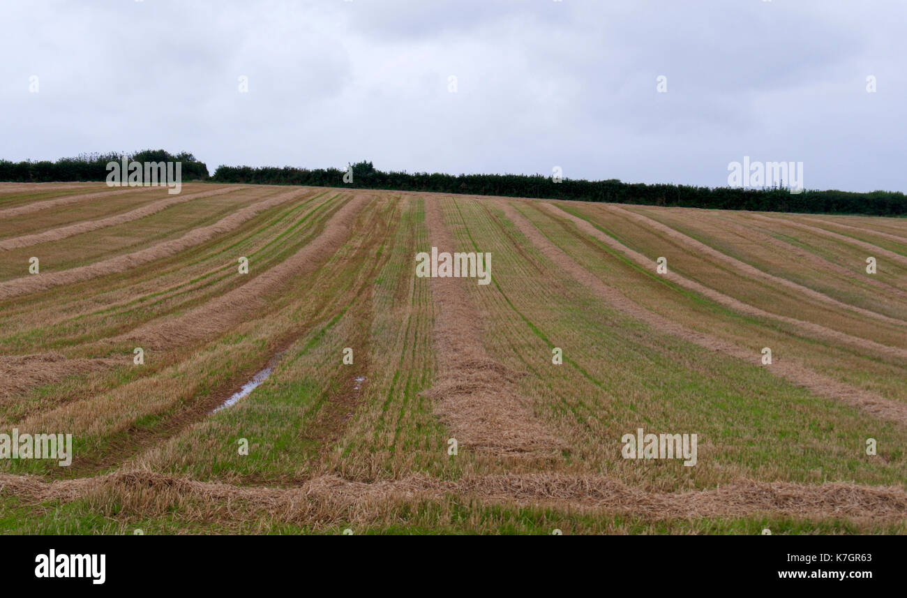 Newly harvested field on a damp day Stock Photo - Alamy
