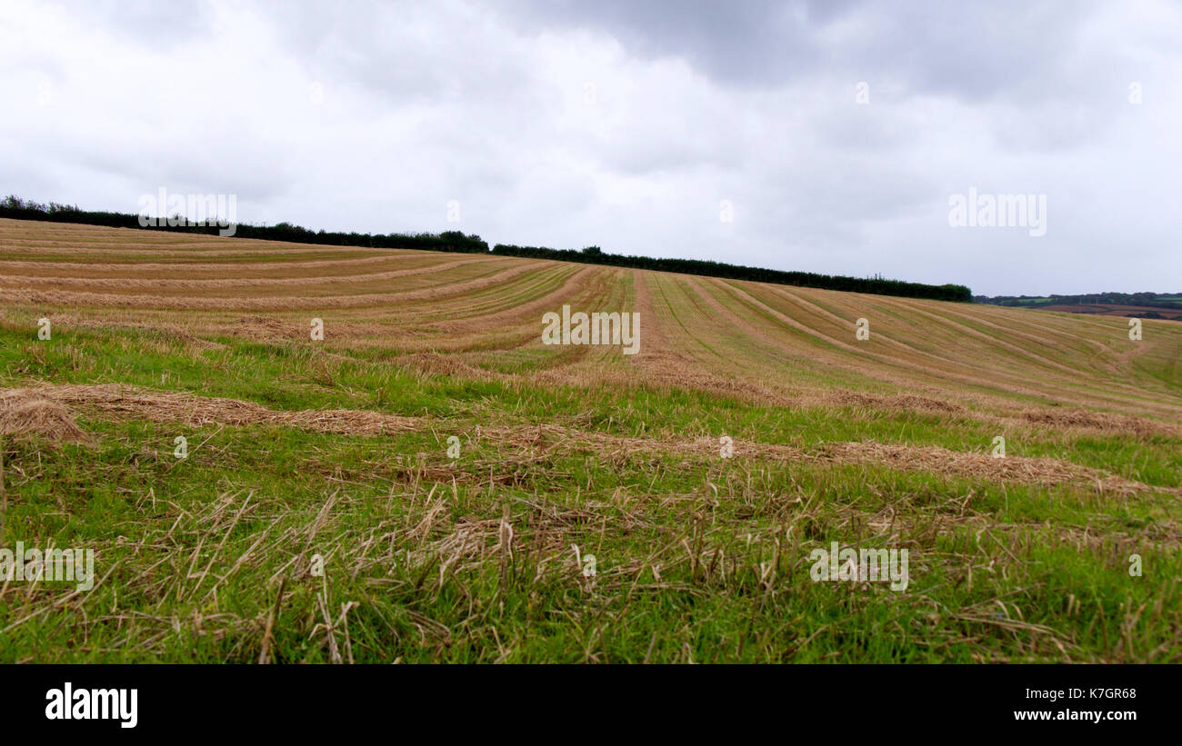 Newly harvested field on a damp day Stock Photo - Alamy