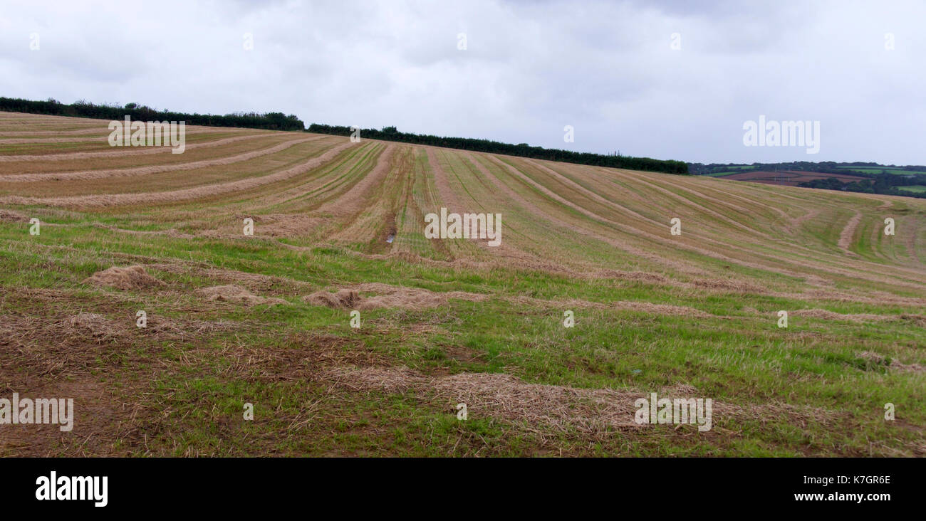 Newly harvested field on a damp day Stock Photo - Alamy