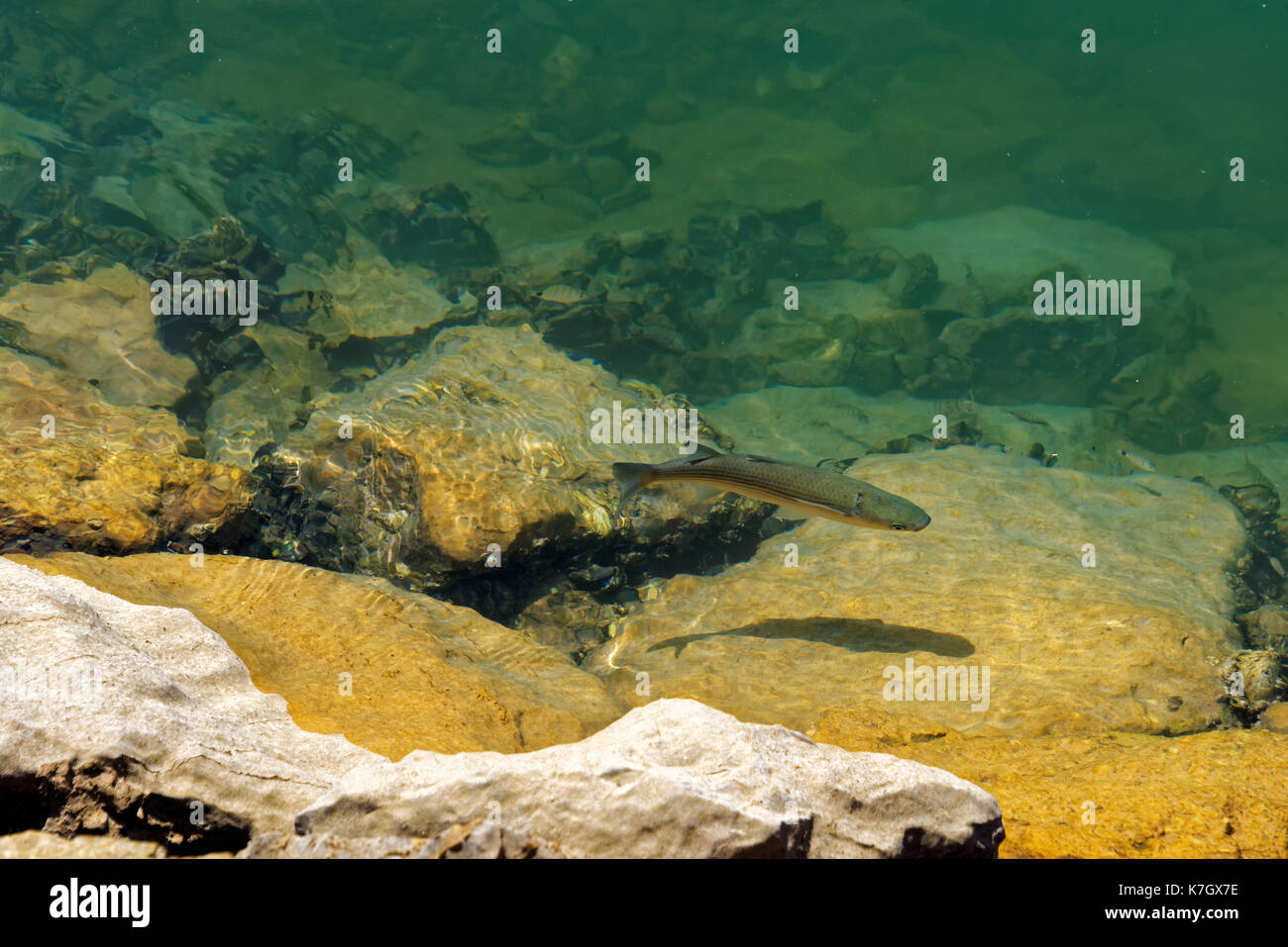 Lagos fish hi-res stock photography and images - Alamy
