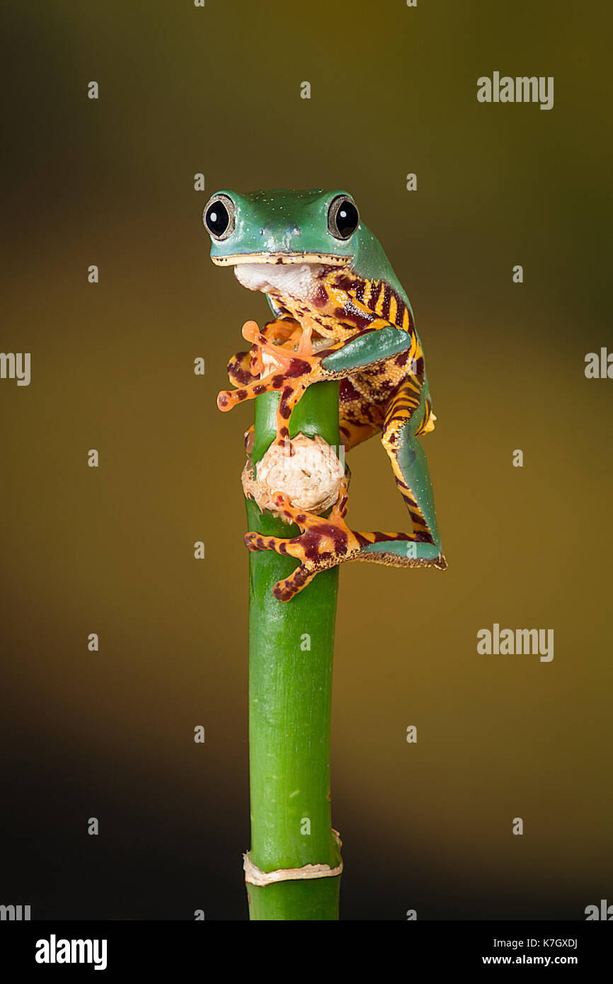 close image of a tiger leg tree frog balancing on the top of a bamboo ...