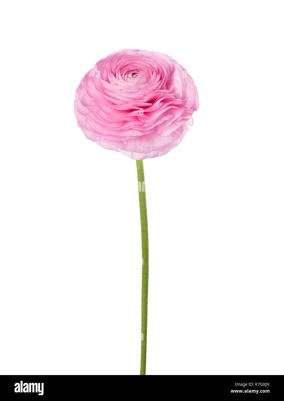 Light pink Ranunculus isolated on white background Stock Photo - Alamy