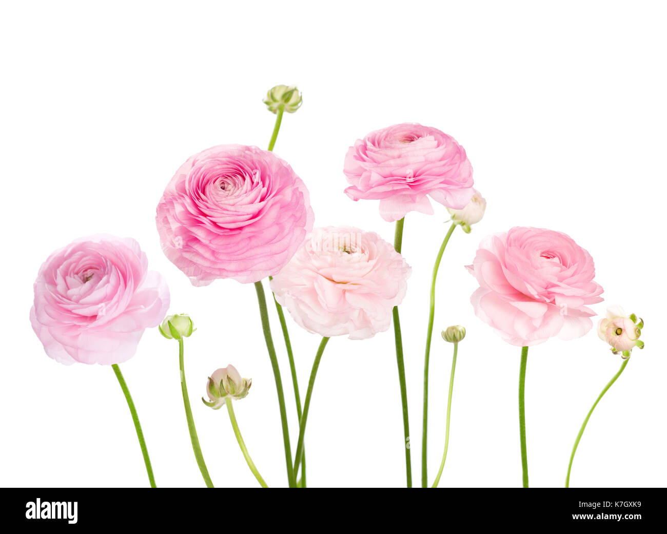 Light pink flowers (Ranunculus) isolated on white background Stock ...