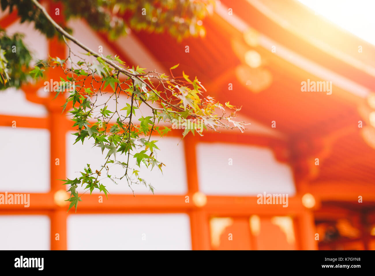 Fushimi inari shrine maple hi-res stock photography and images - Alamy