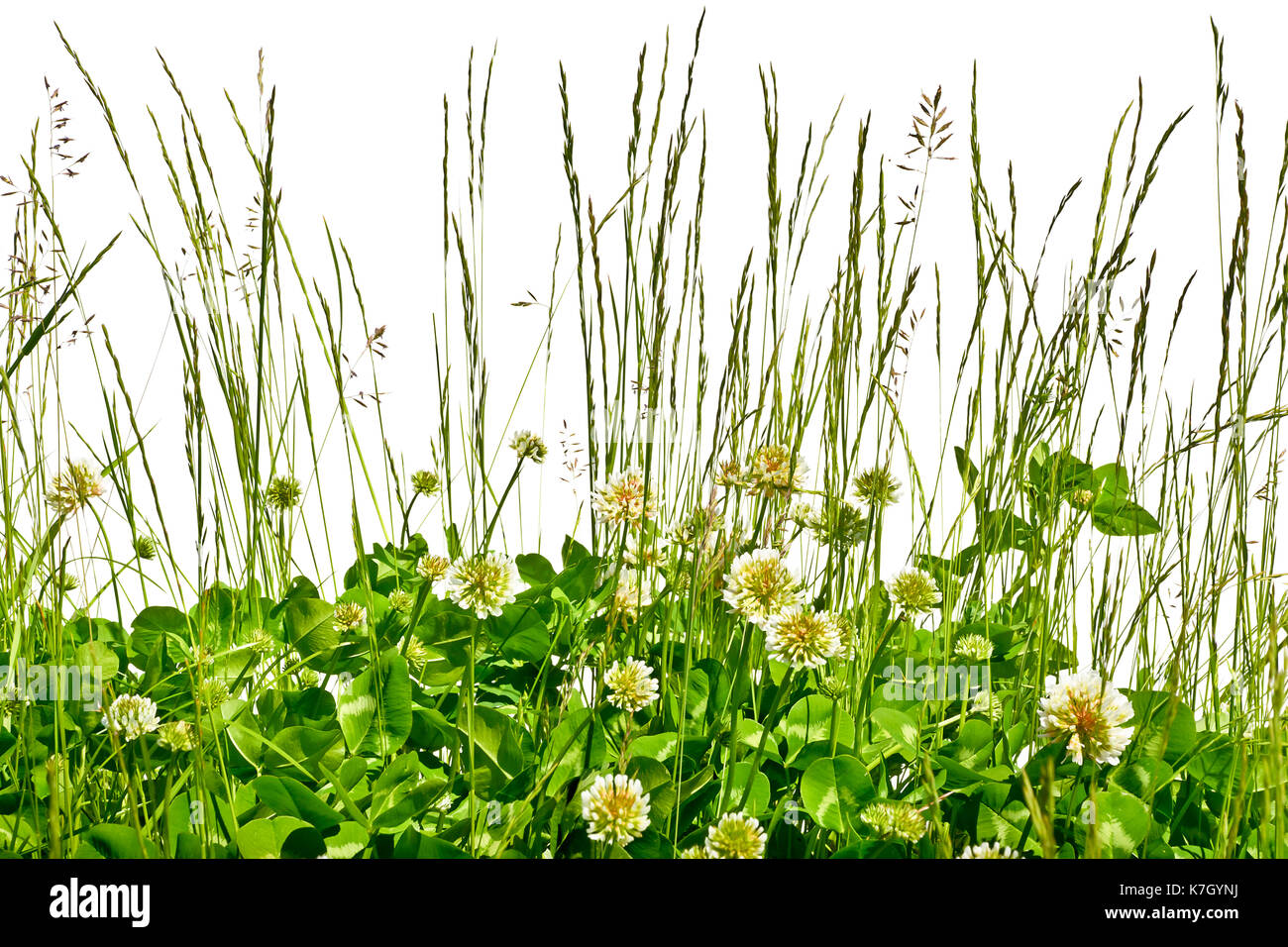 White clover flowers grass field hi-res stock photography and images ...