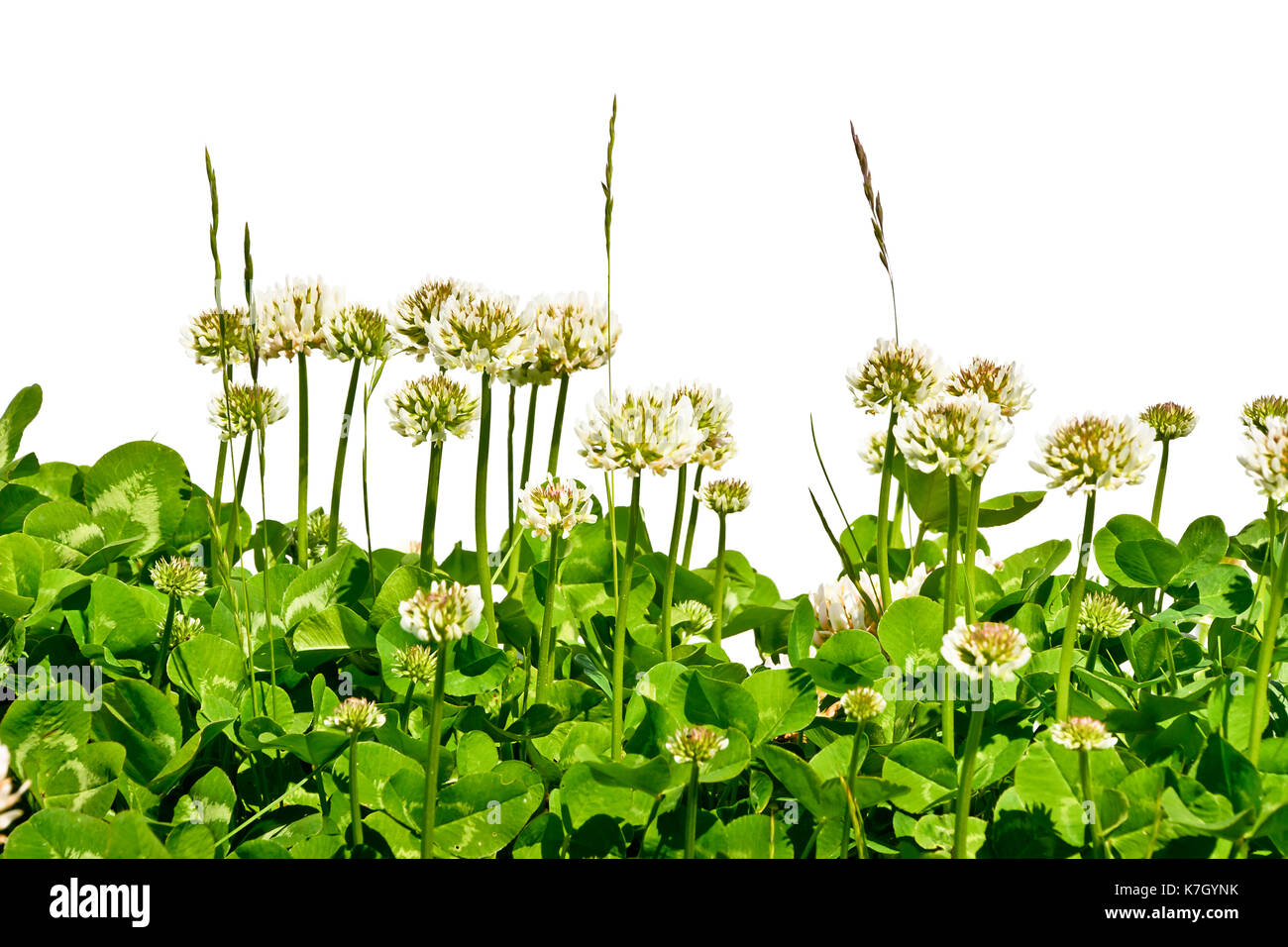 White clover meadow hi-res stock photography and images - Alamy
