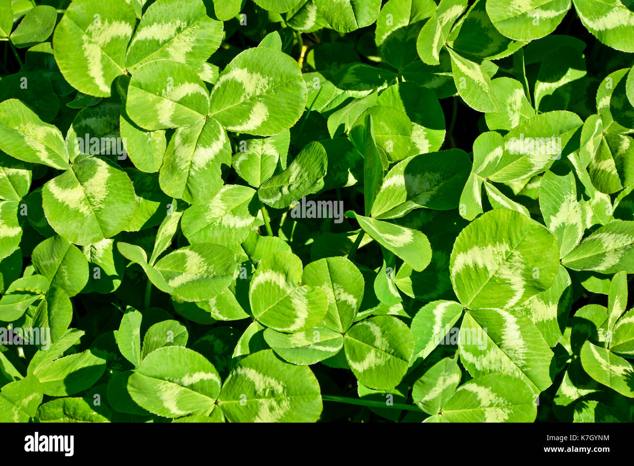 Background with green leaf clover Stock Photo - Alamy