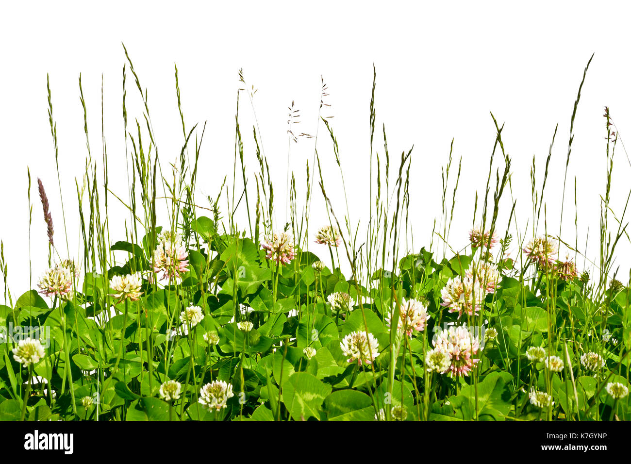 White clover flowers grass field hi-res stock photography and images ...