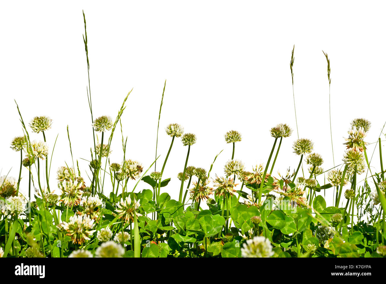 Clover in grass white hi-res stock photography and images - Alamy