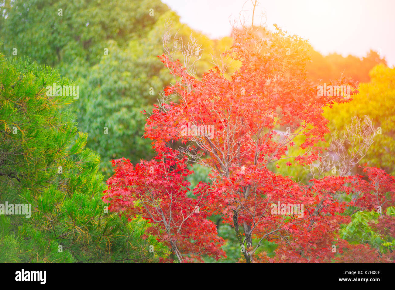 Japan red maple. Color of Nature Autumn Season. Japanese colorful tree ...